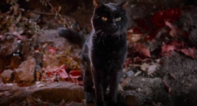 Hocus Pocus 2 : Où est Binx ? Pourquoi est il absent ? | Ayther